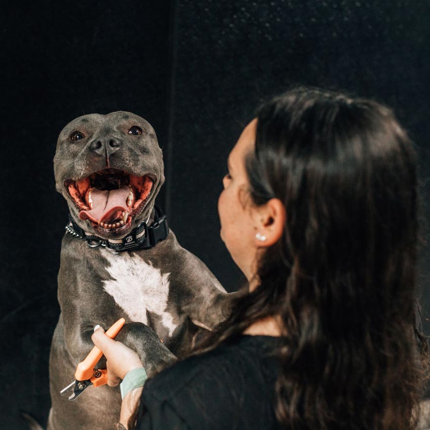 Dog Grooming in Zephyrhills, FL | Planned Pethood